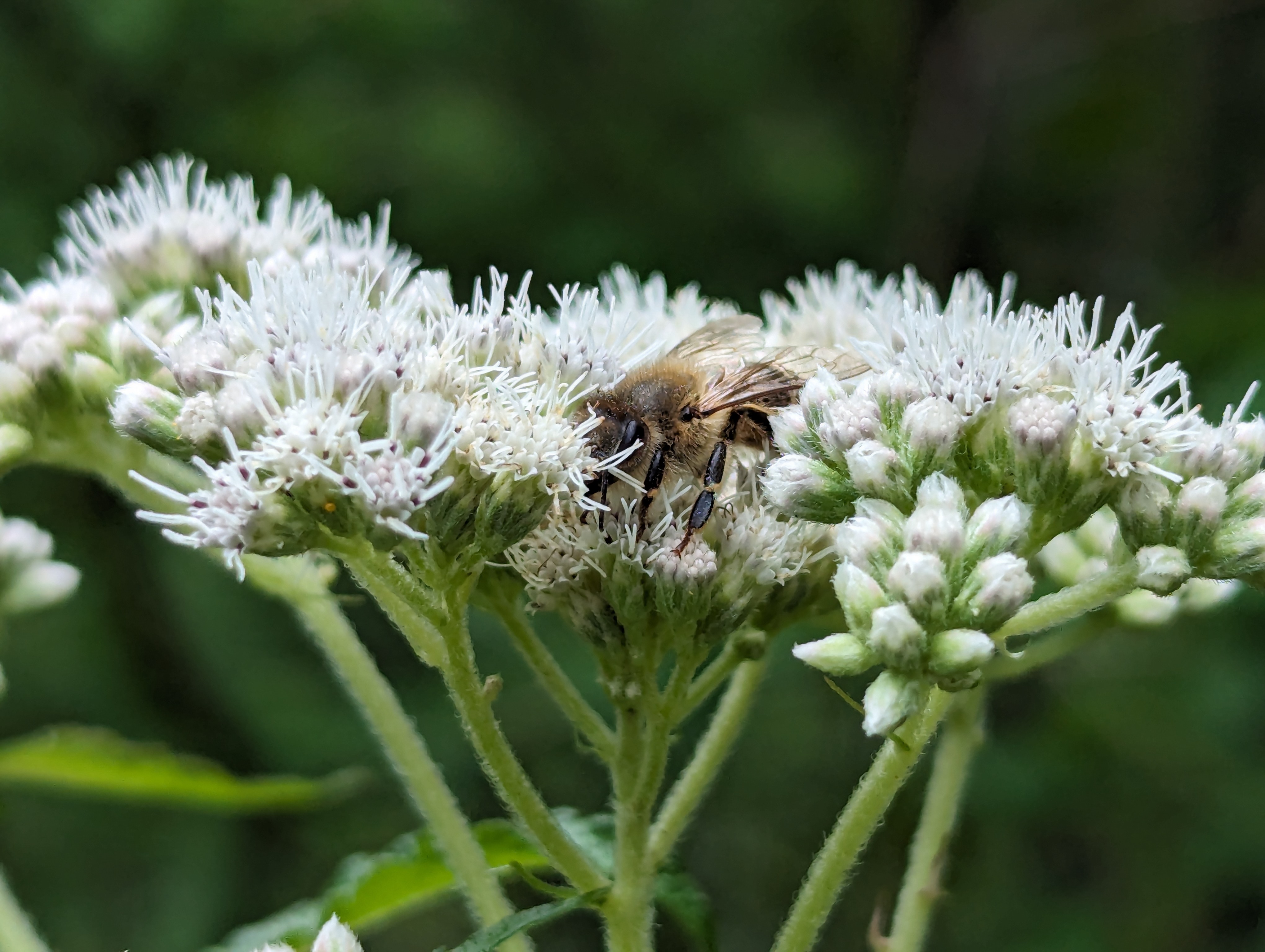 Affinity Groups – Metro Conservation Network