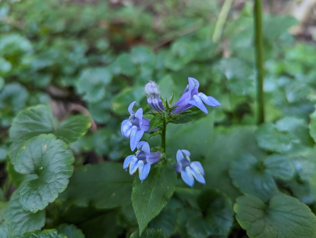 Affinity Groups – Metro Conservation Network