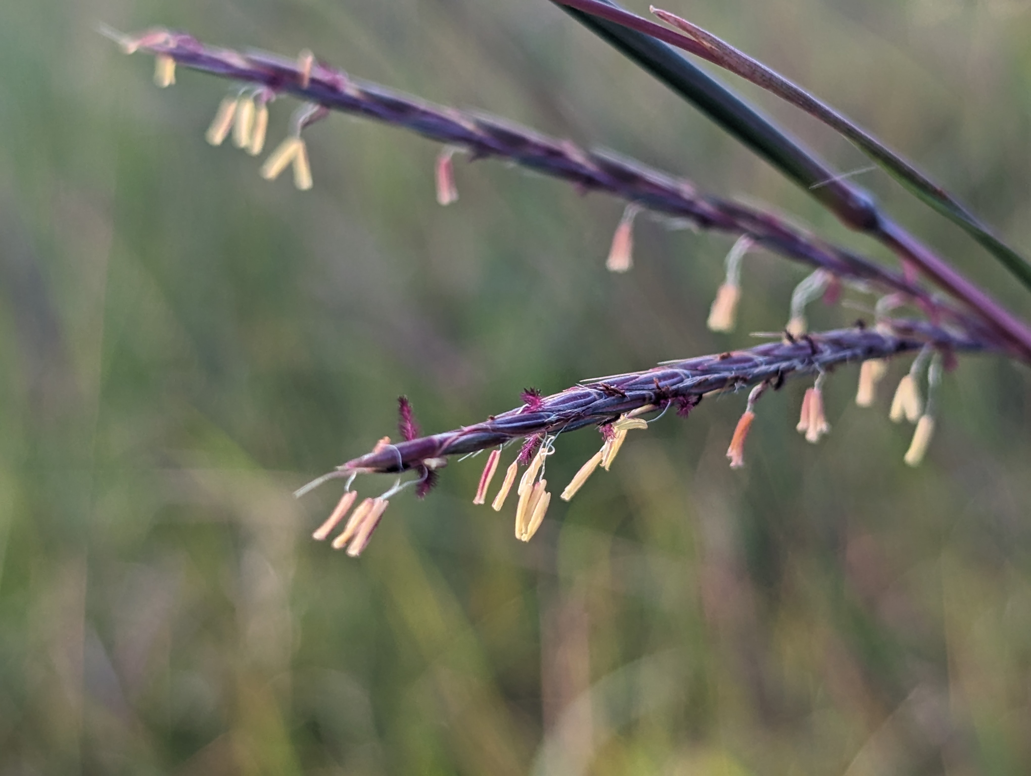 Affinity Groups – Metro Conservation Network