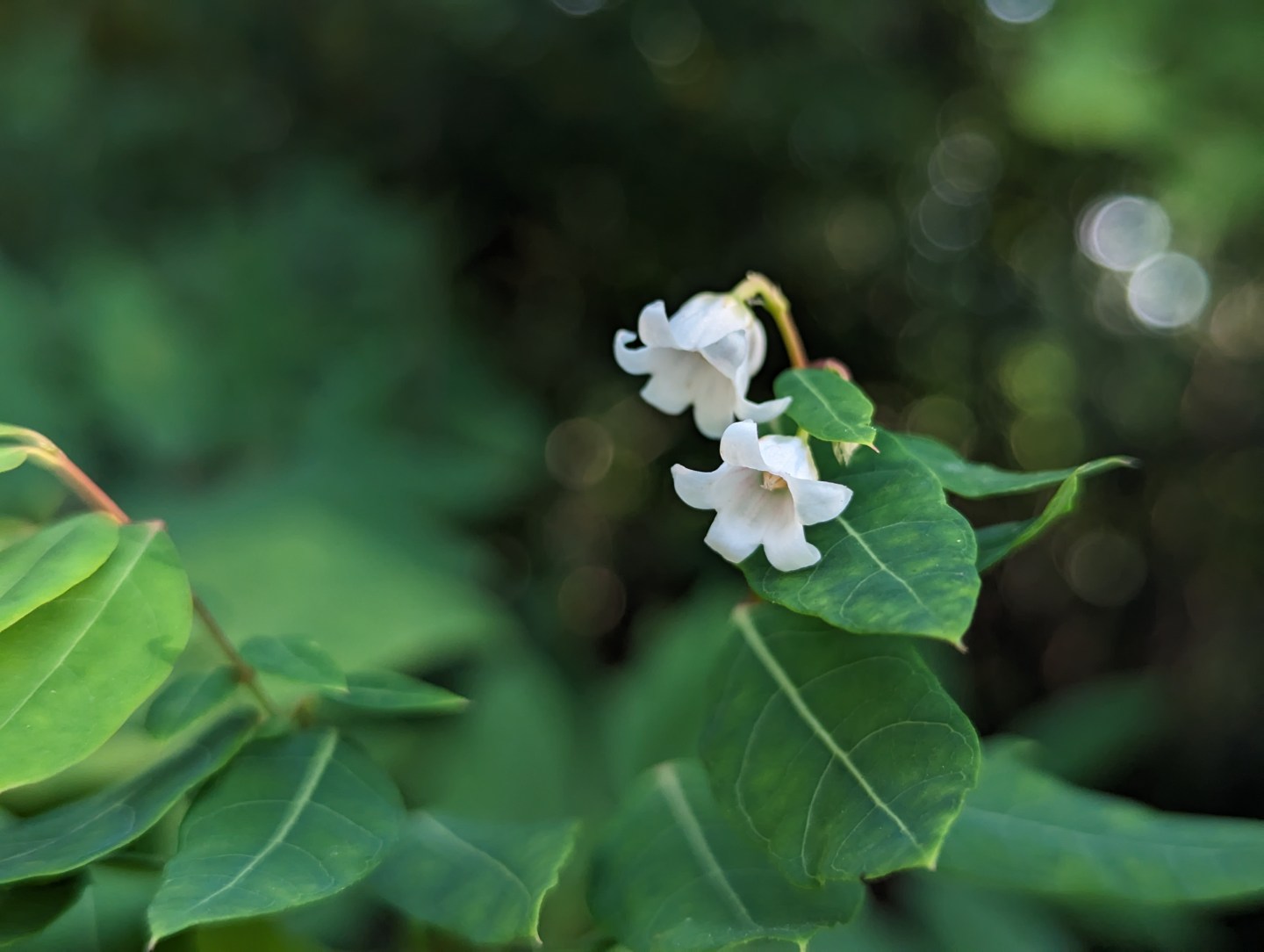 Affinity Groups – Metro Conservation Network