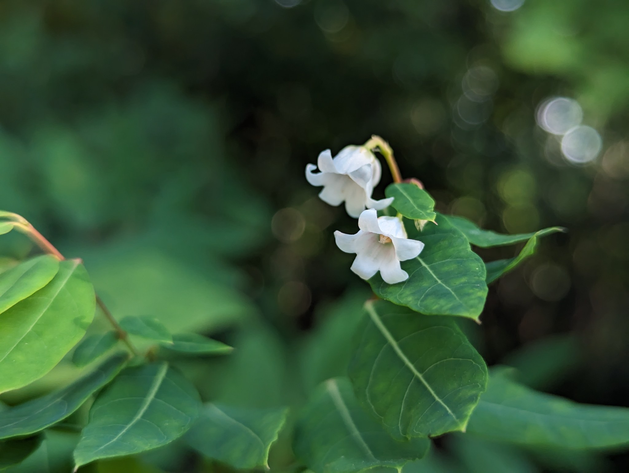 Affinity Groups – Metro Conservation Network