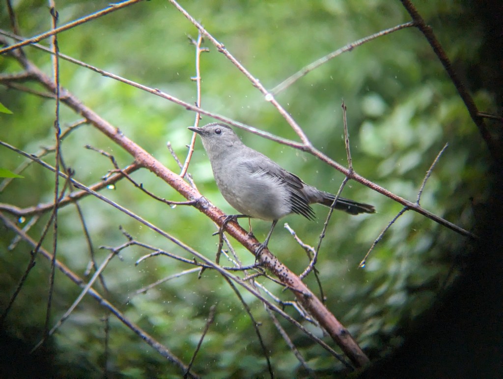 Individual Affinity Group Template – Metro Conservation Network