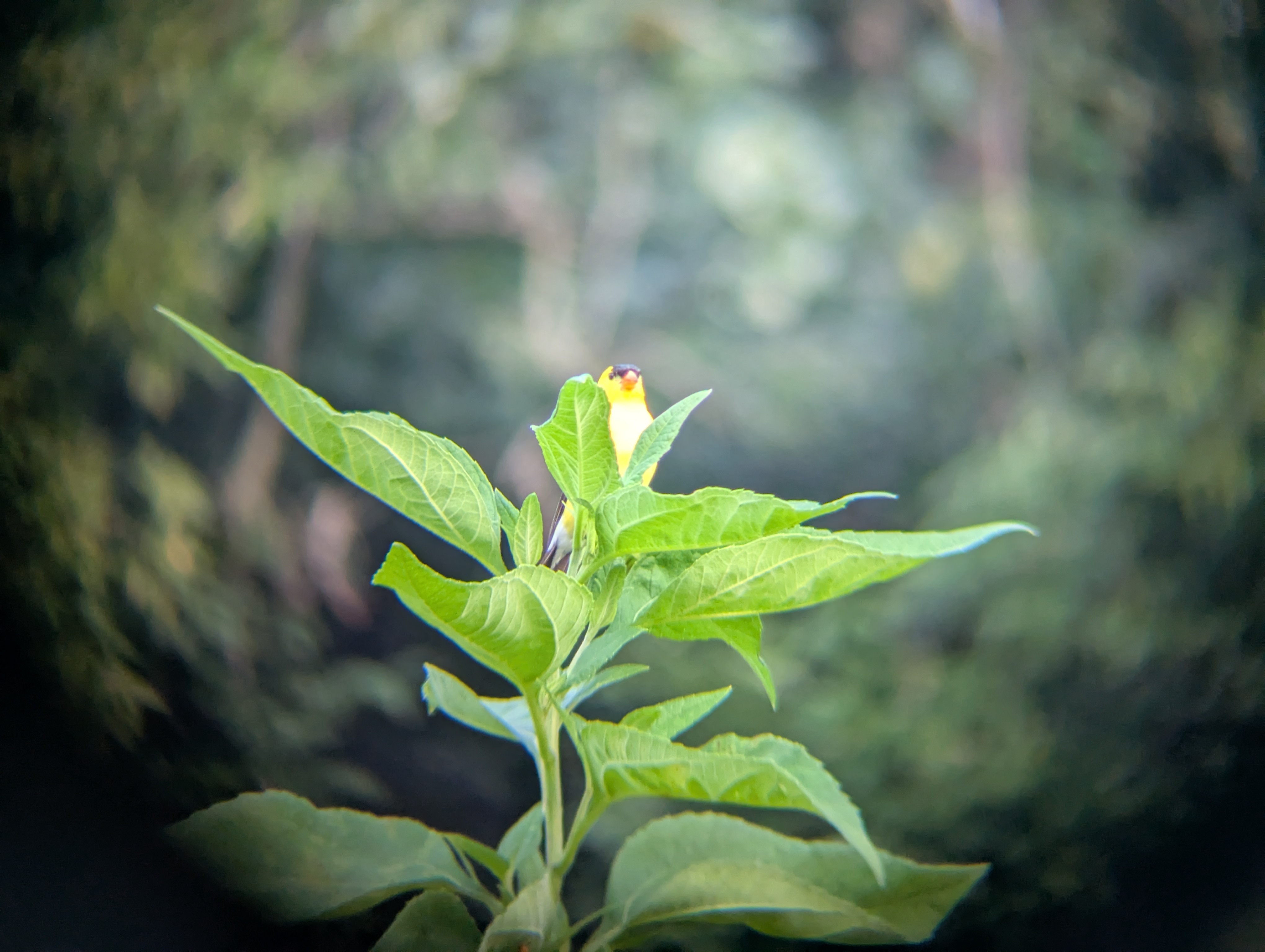Stewardship – Metro Conservation Network